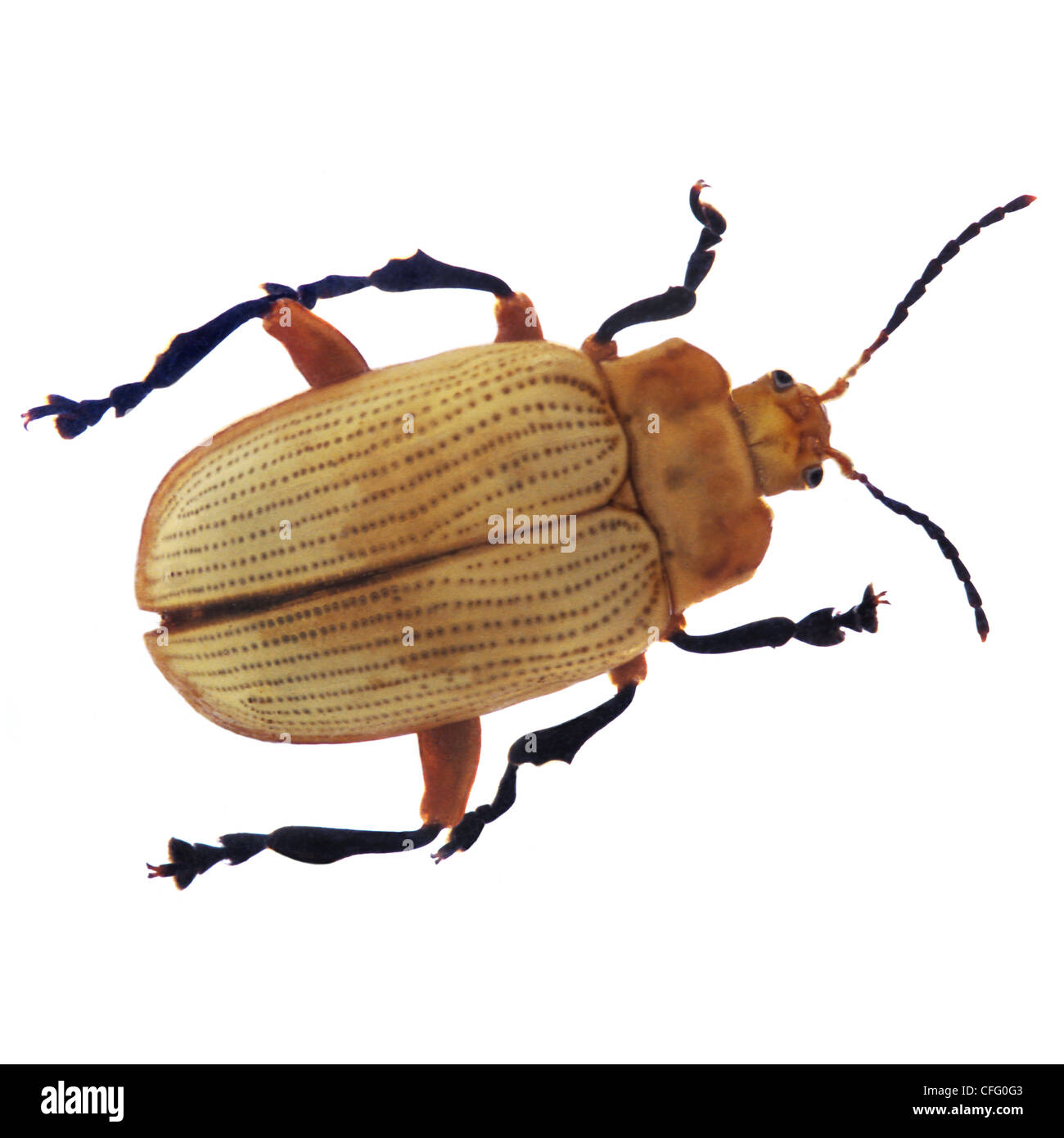 Henry lin hi-res stock photography and images - Alamy