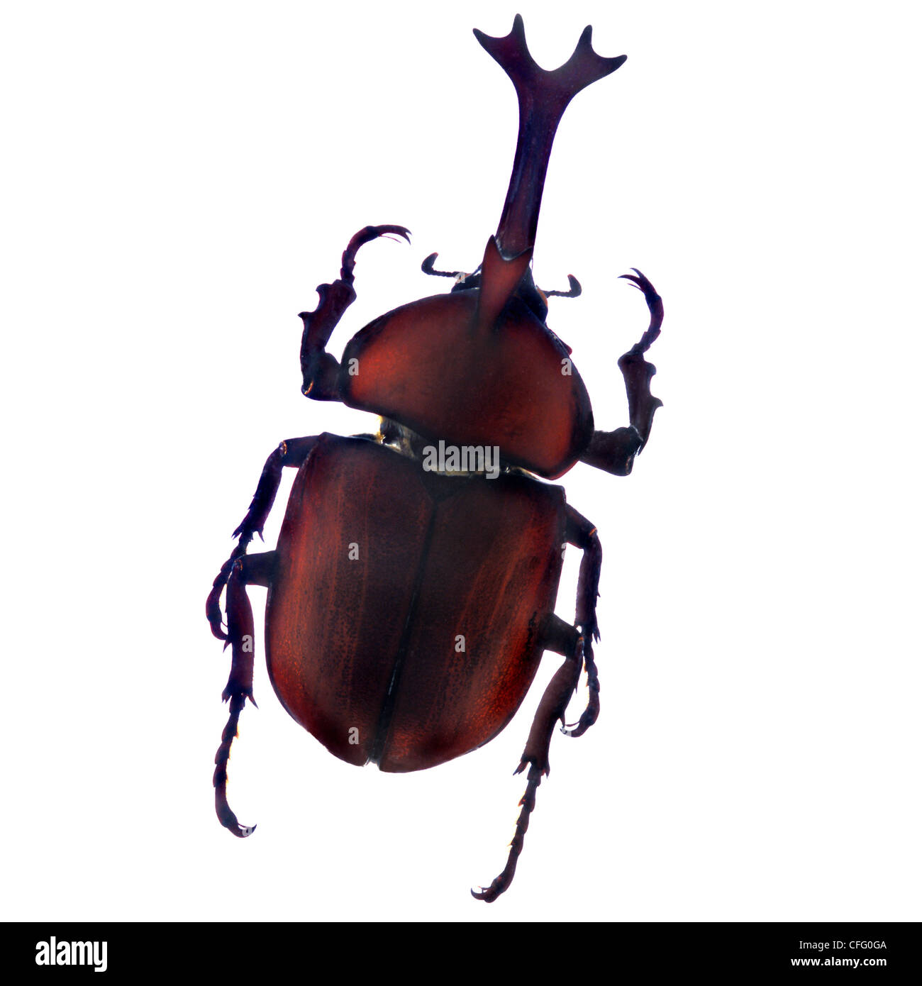 Henry lin hi-res stock photography and images - Alamy