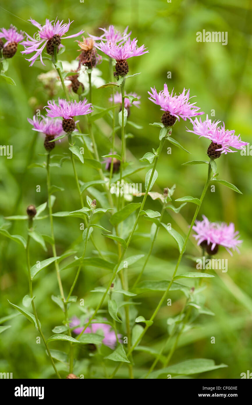 Purple cornflower hi-res stock photography and images - Alamy
