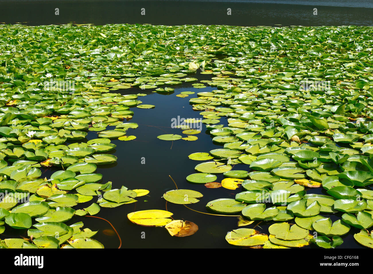 Italy, Basilicata, Rionero in Vulture, Monticchio lake Stock Photo - Alamy