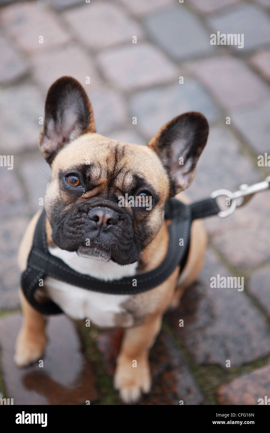 Mops hi-res stock photography and images - Alamy