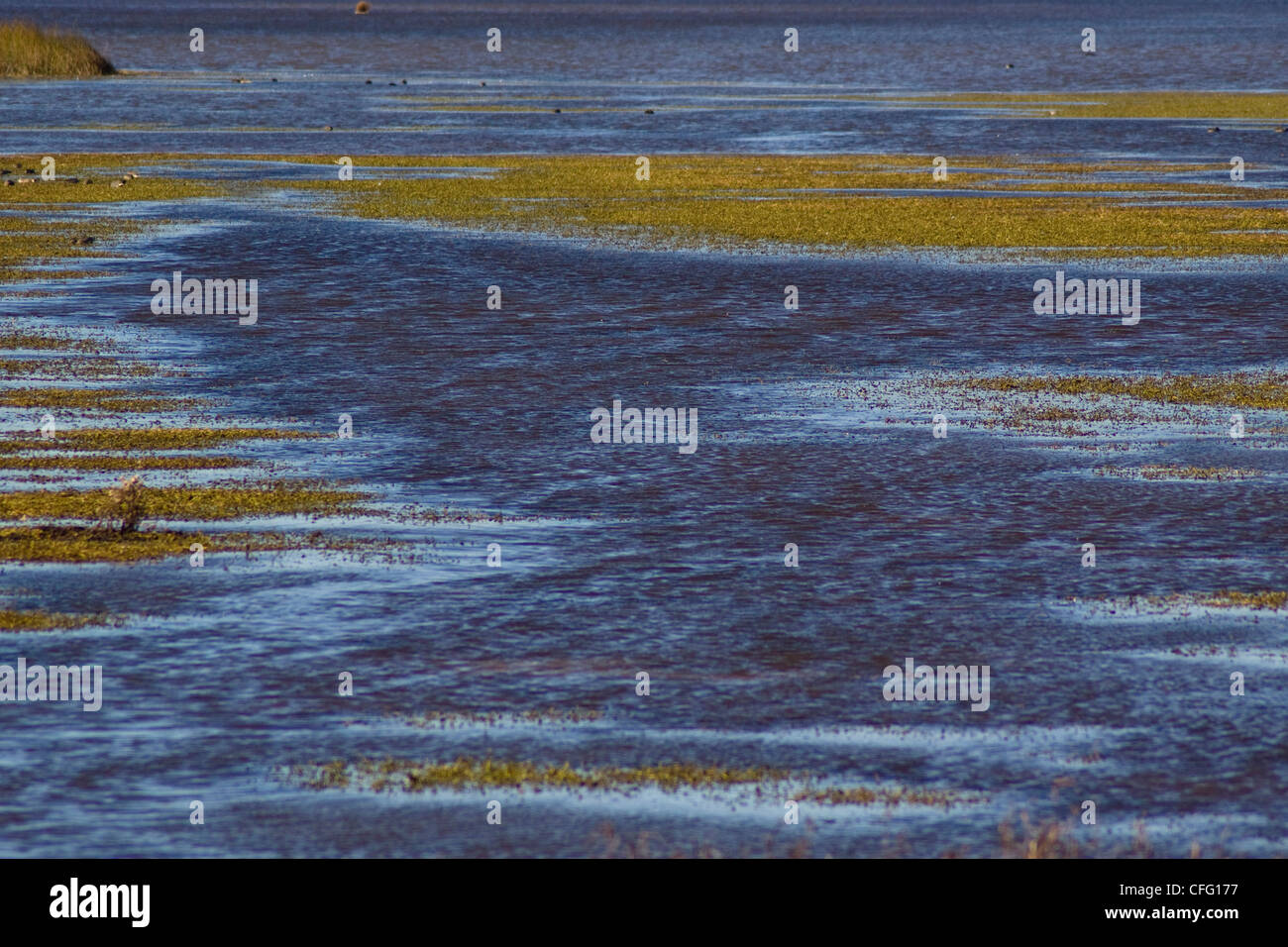 Salt water marsh at Assateague Chincoteague Island Virginia Stock Photo ...