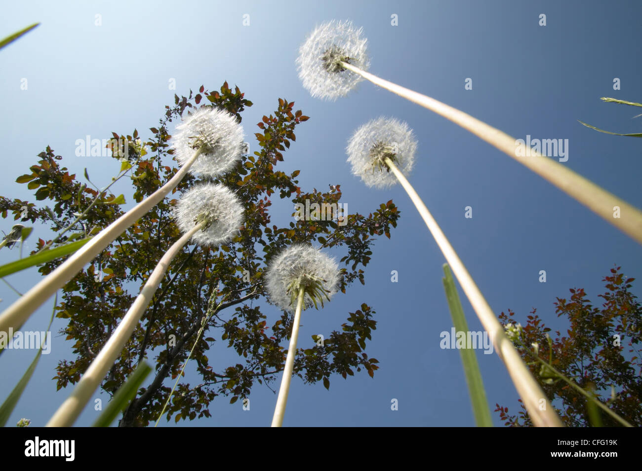 Roderick chen hi-res stock photography and images - Alamy