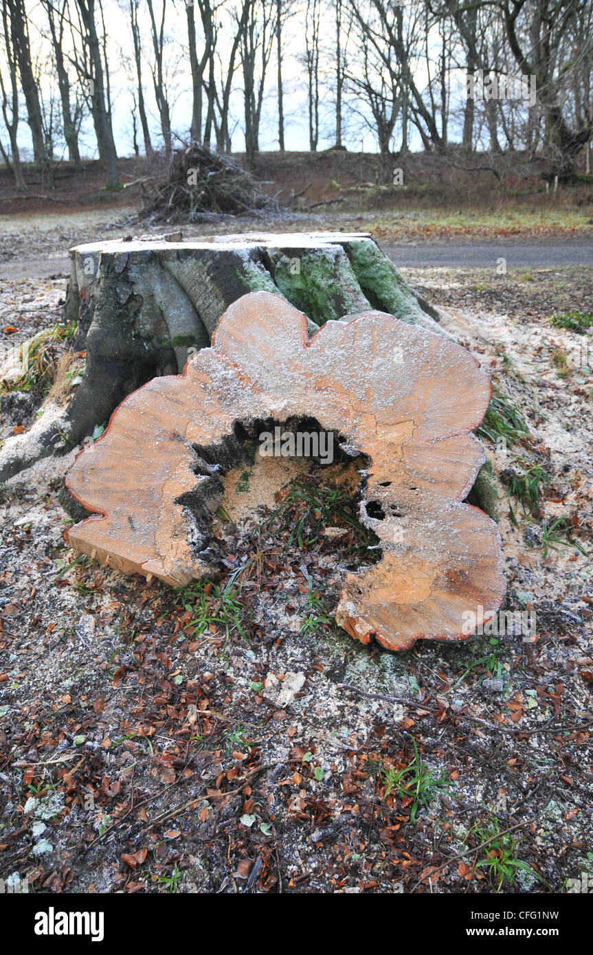 Lightning Hole in a Tree Stock Photo - Alamy