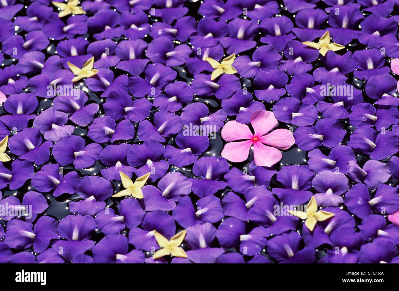 Thailand, Floating Flower Petals Display Stock Photo - Alamy