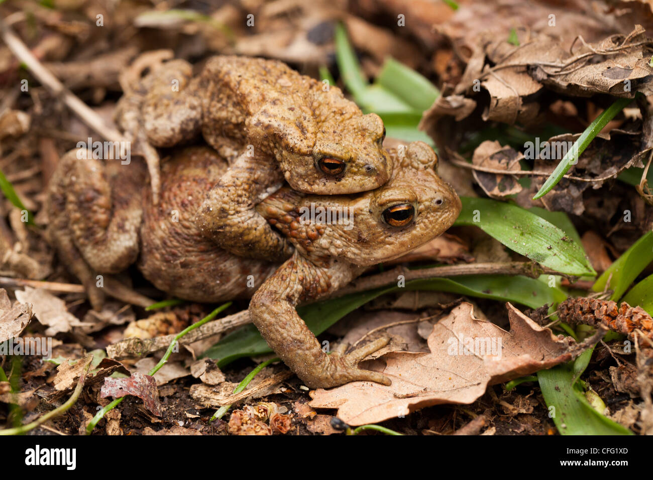 Male and female Common Toads (Bufo bufo) clasped during their journey ...