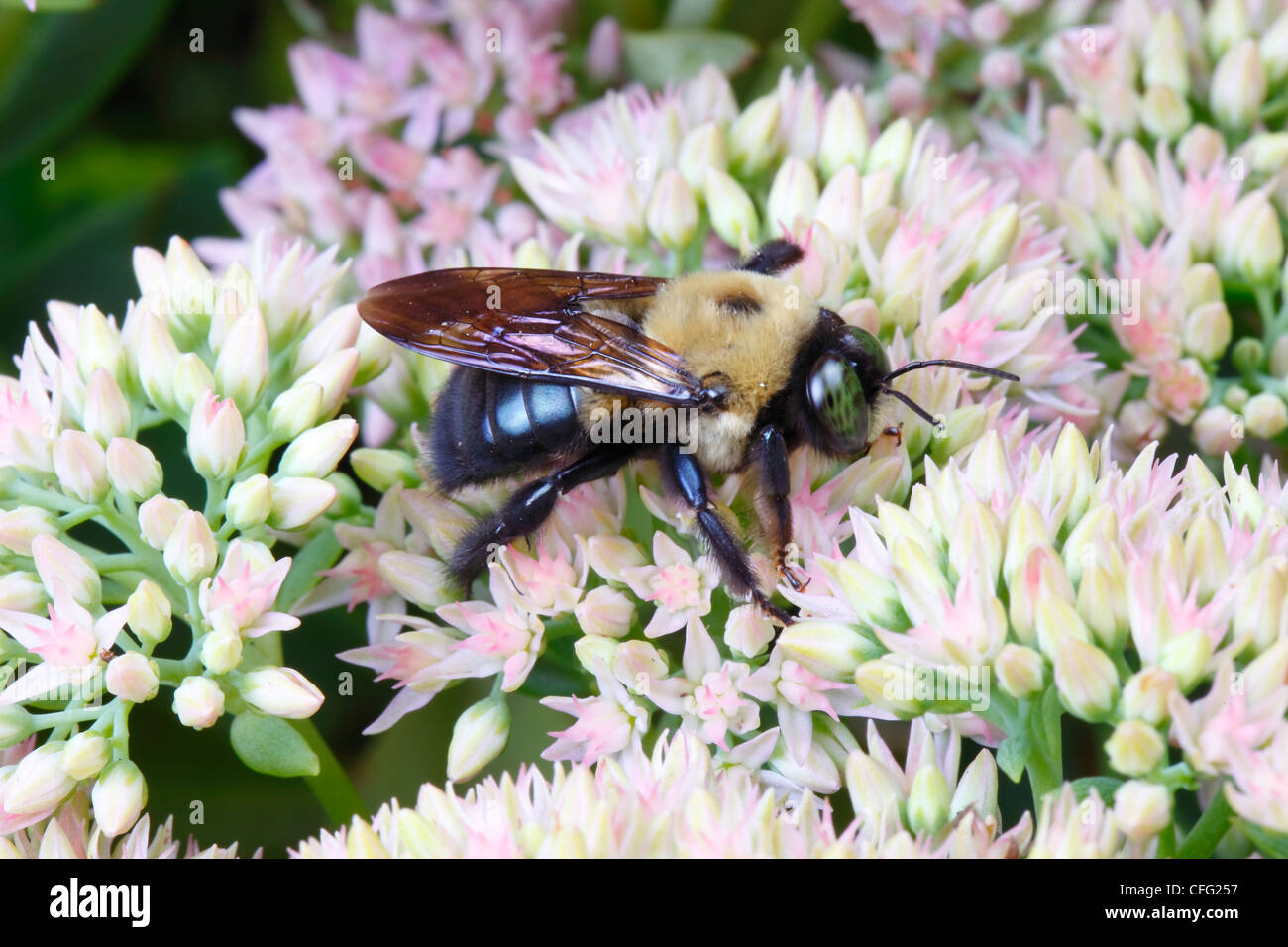A bumblebee, Bombus species, takes nectar from sedum flowers Stock ...