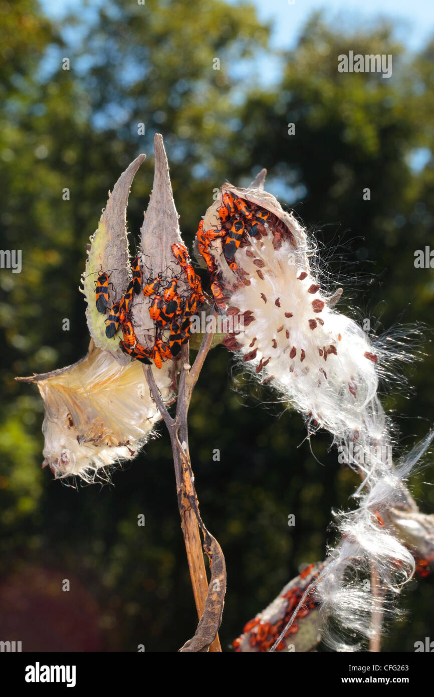 A large milkweed bug colony feeding on milkweed pods Stock Photo - Alamy