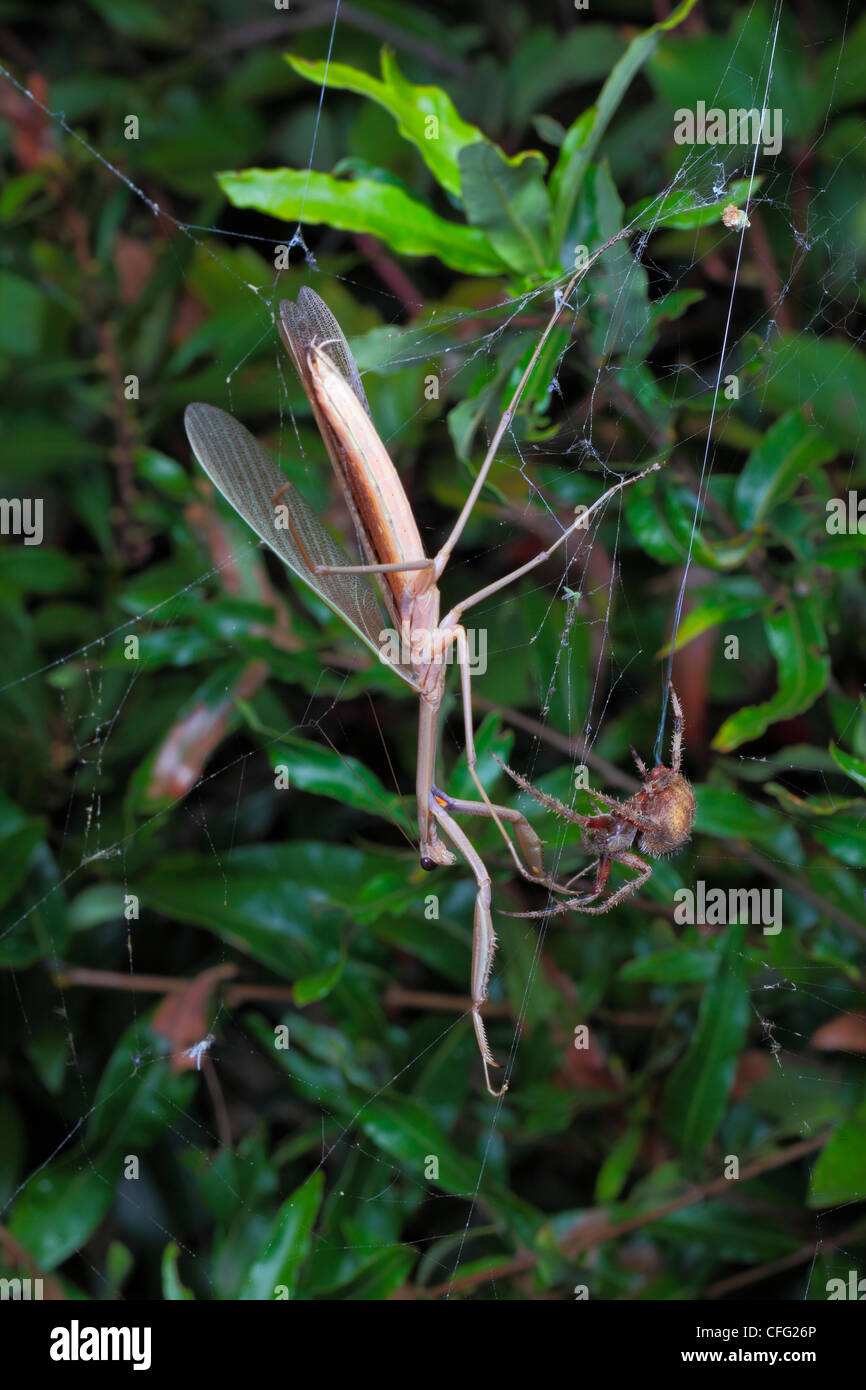 Captured mantis hi-res stock photography and images - Alamy
