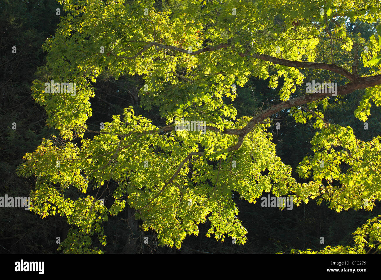 A backlit sugar maple tree, Acer saccharum, in summer Stock Photo - Alamy