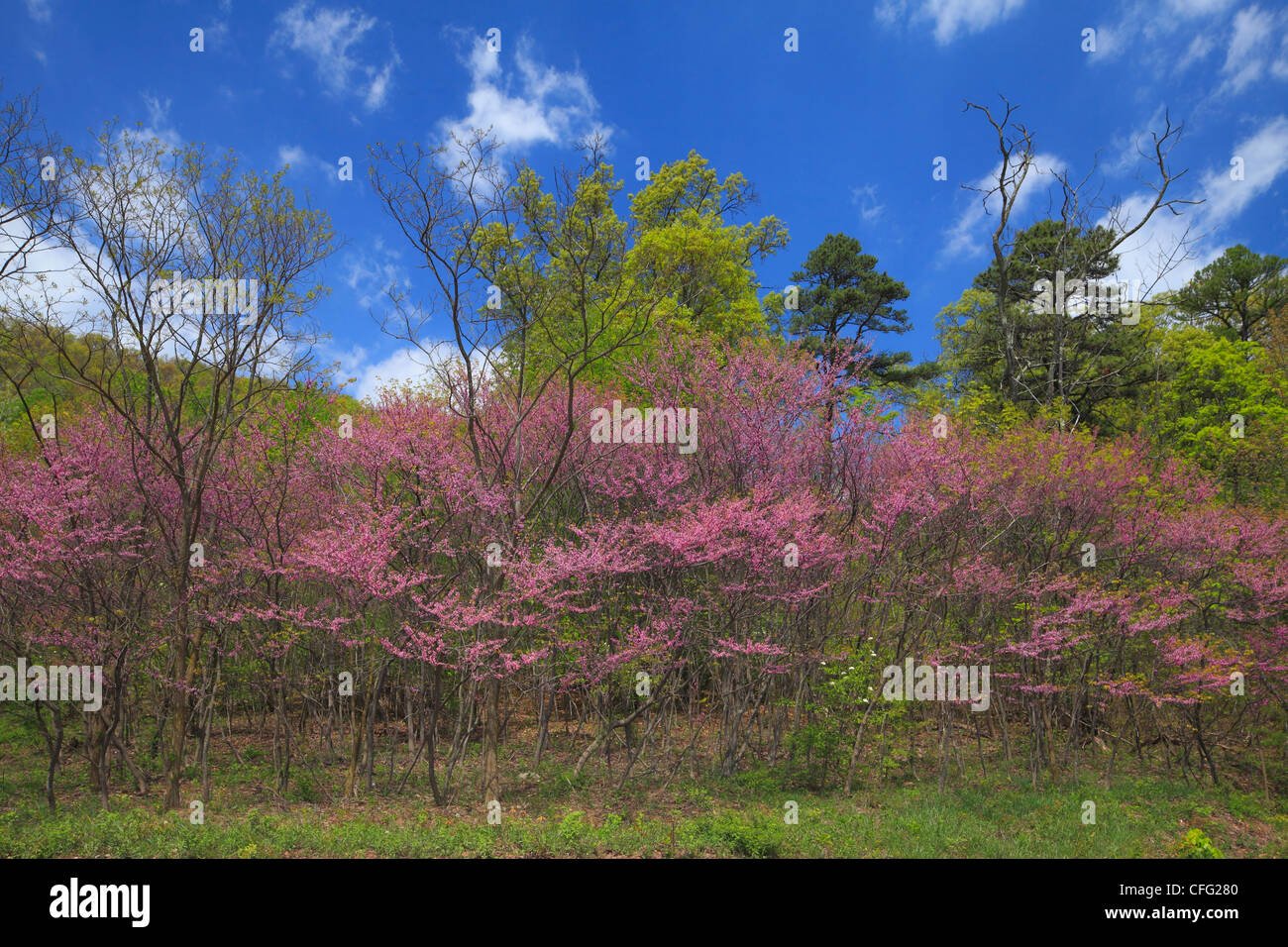 American redbud trees hi-res stock photography and images - Alamy