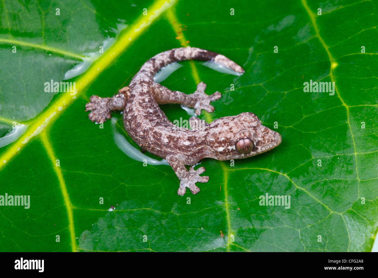 A young wood slave or house gecko, Hemidactylus mabouia, on a leaf ...