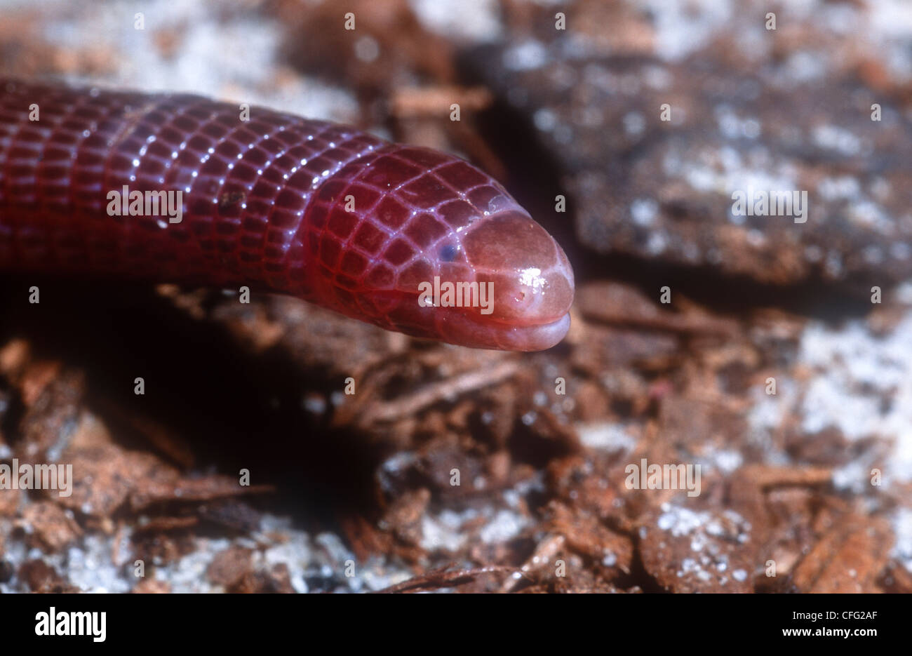 Spanish Worm lizard (amphisbaenian) Blanus cinereus Sierra de Gredos ...