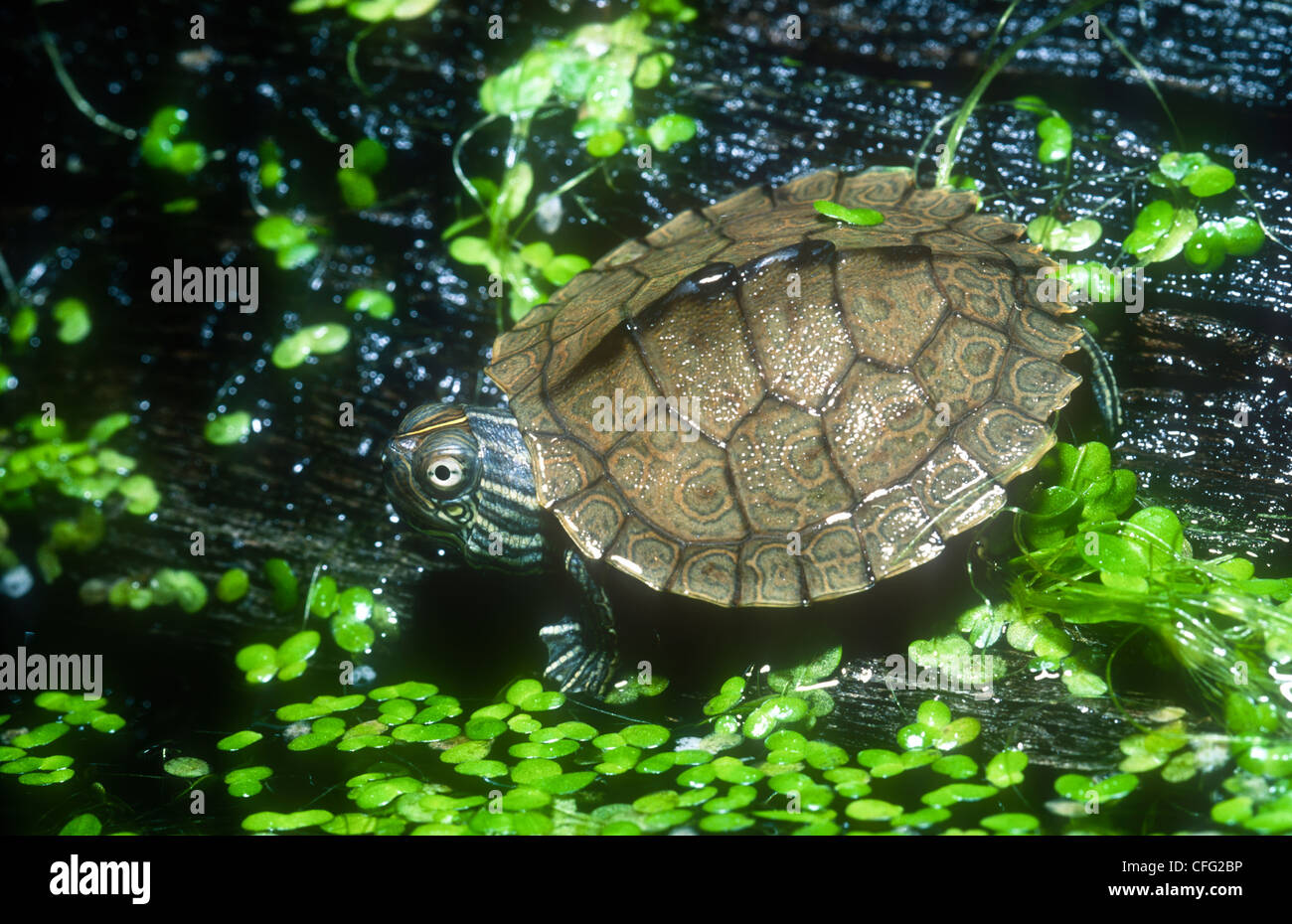 Mississippi Map Turtle Fully Grown