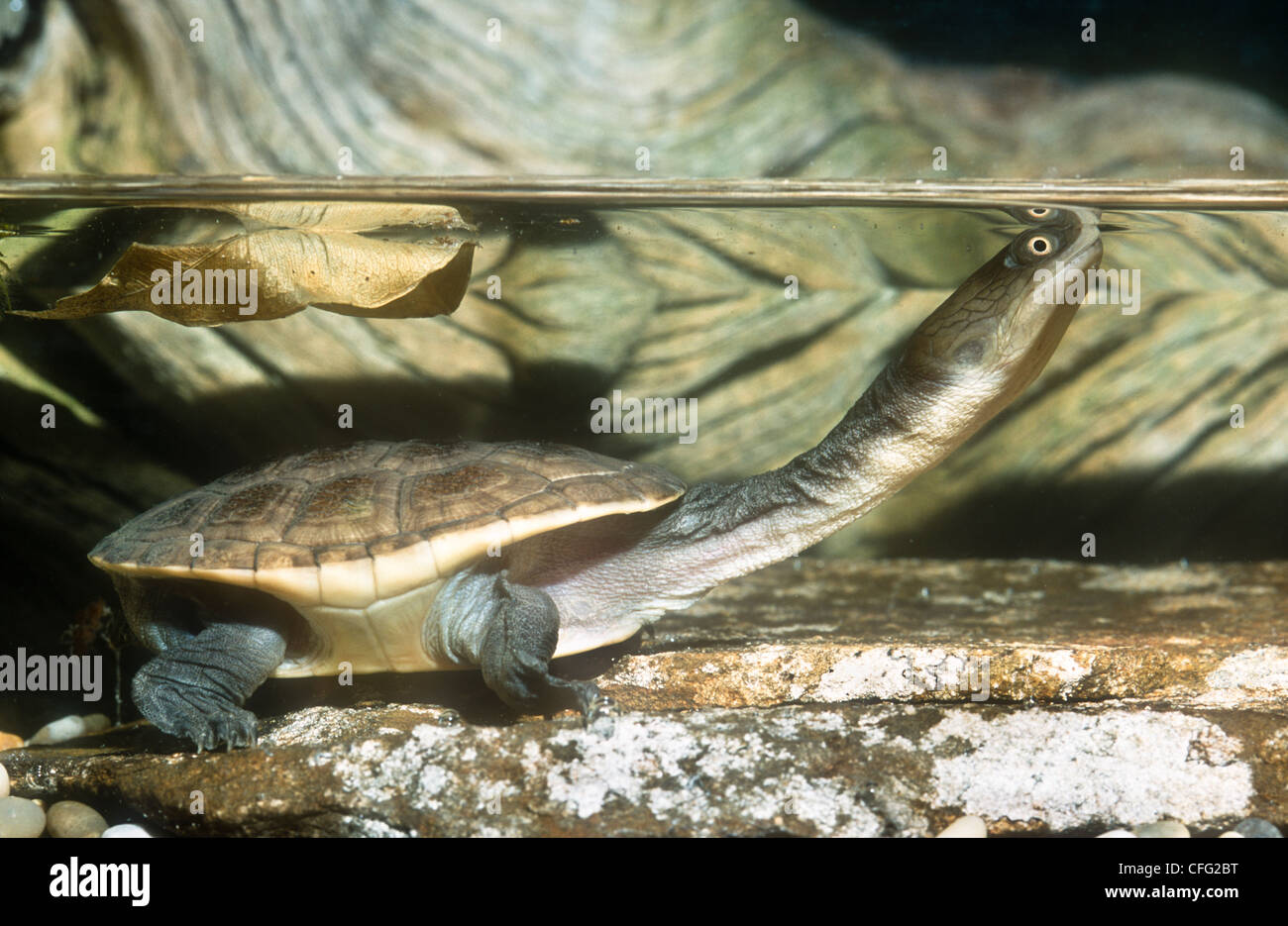 Oblong snake-necked turtle Chelodina oblonga Western Australia Stock ...