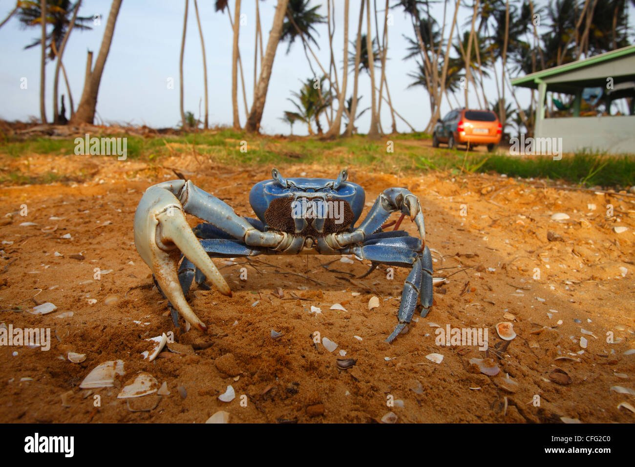 A blue land crab, Cardisoma guanhumi, crawling near a beach Stock Photo ...