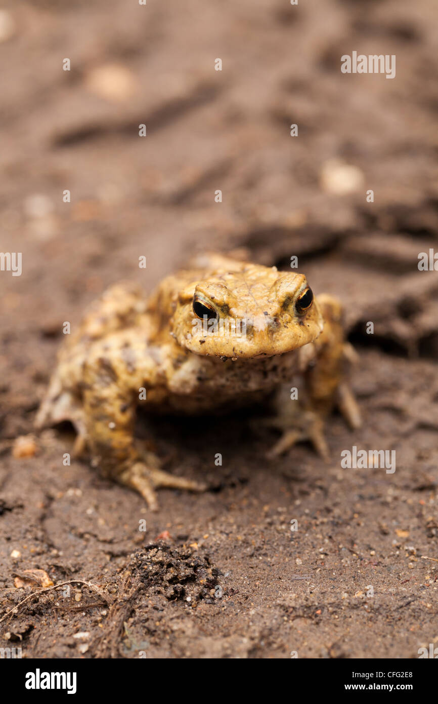 Common toad uk hi-res stock photography and images - Alamy