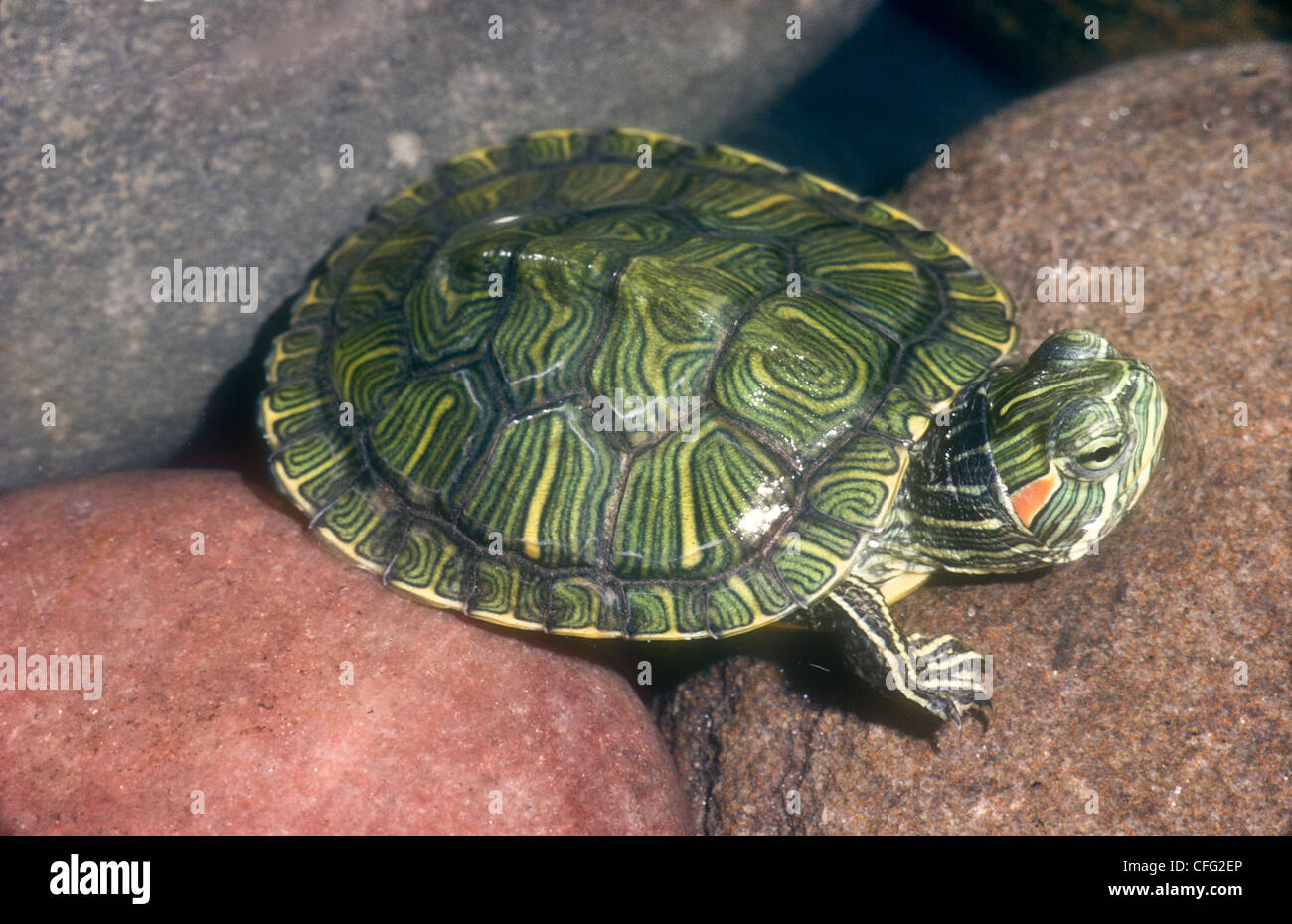 Trachemys Scripta
