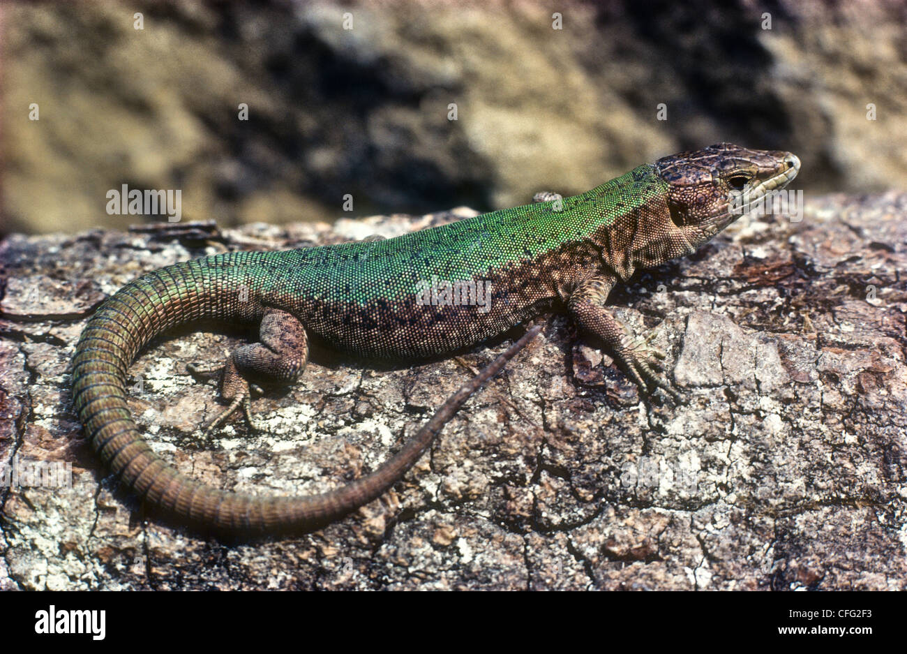 Balearic wall lizard, Podarcis lilfordi balearica, Menorca Stock Photo ...