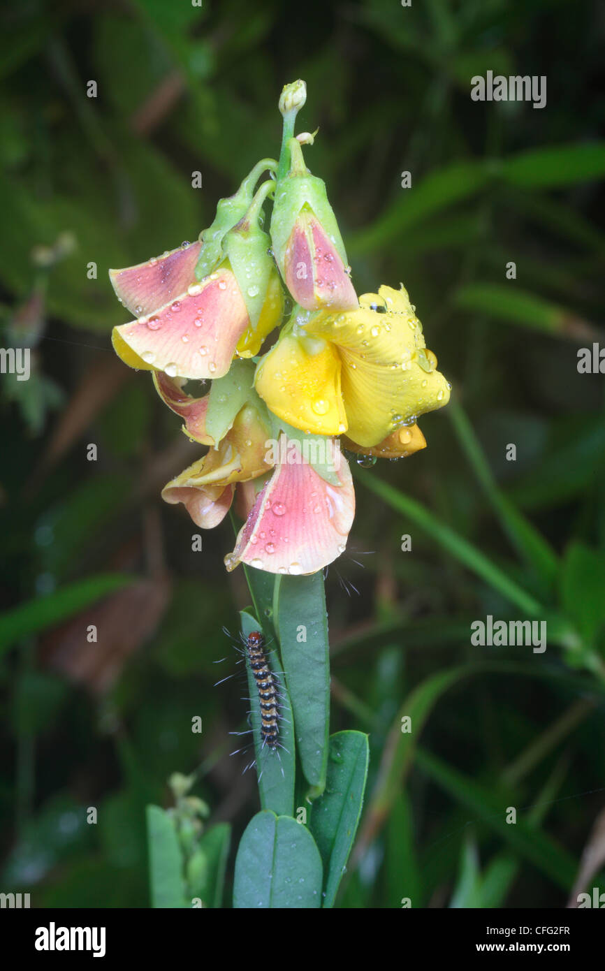 Papilionaceae leguminosae hi-res stock photography and images - Alamy
