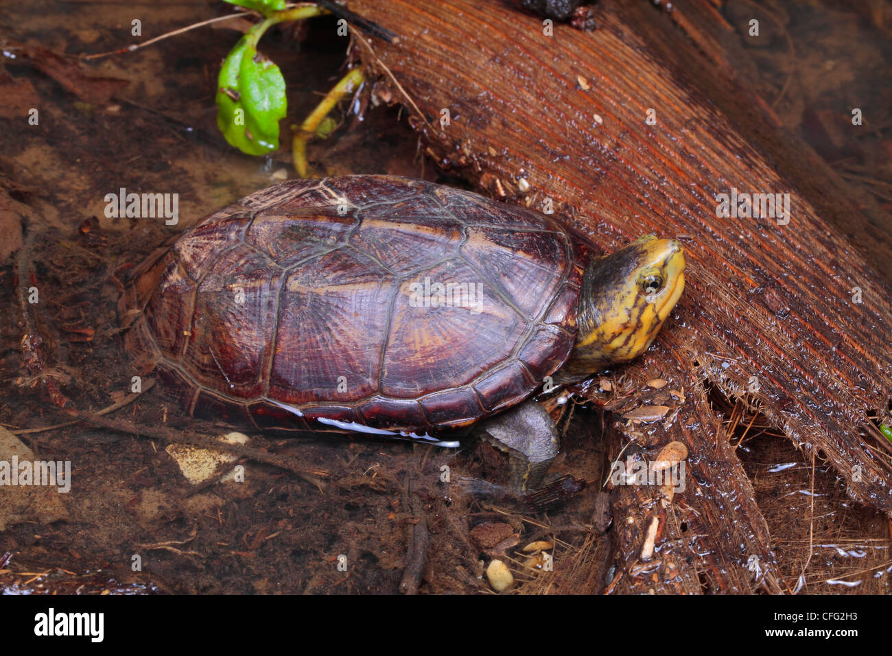 A scorpion mud turtle, Kinosternon scorpioides, in a rain pool Stock ...