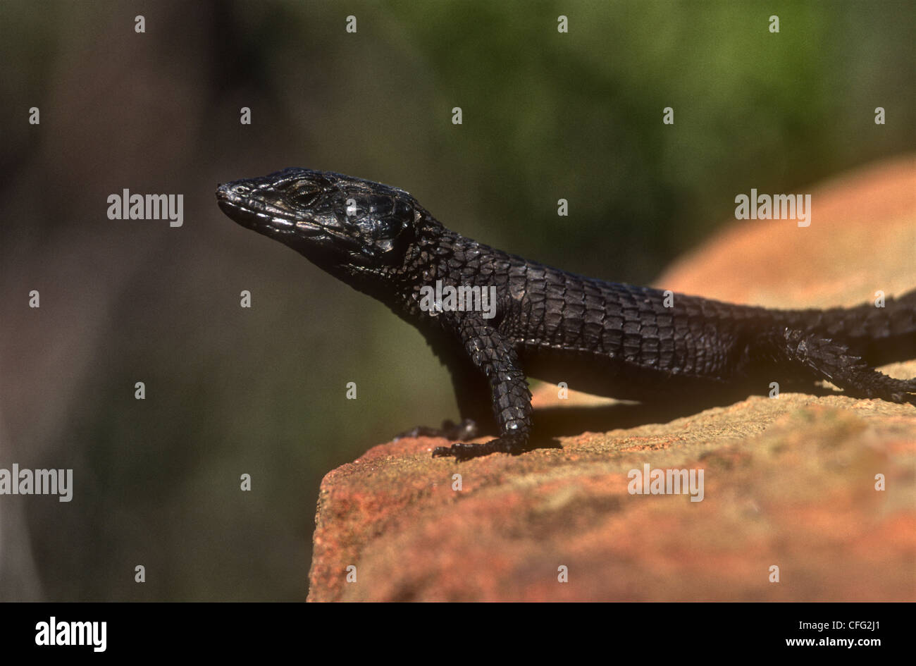 Black girdle-tailed lizard Cordylus niger, Cape of Good Hope National ...