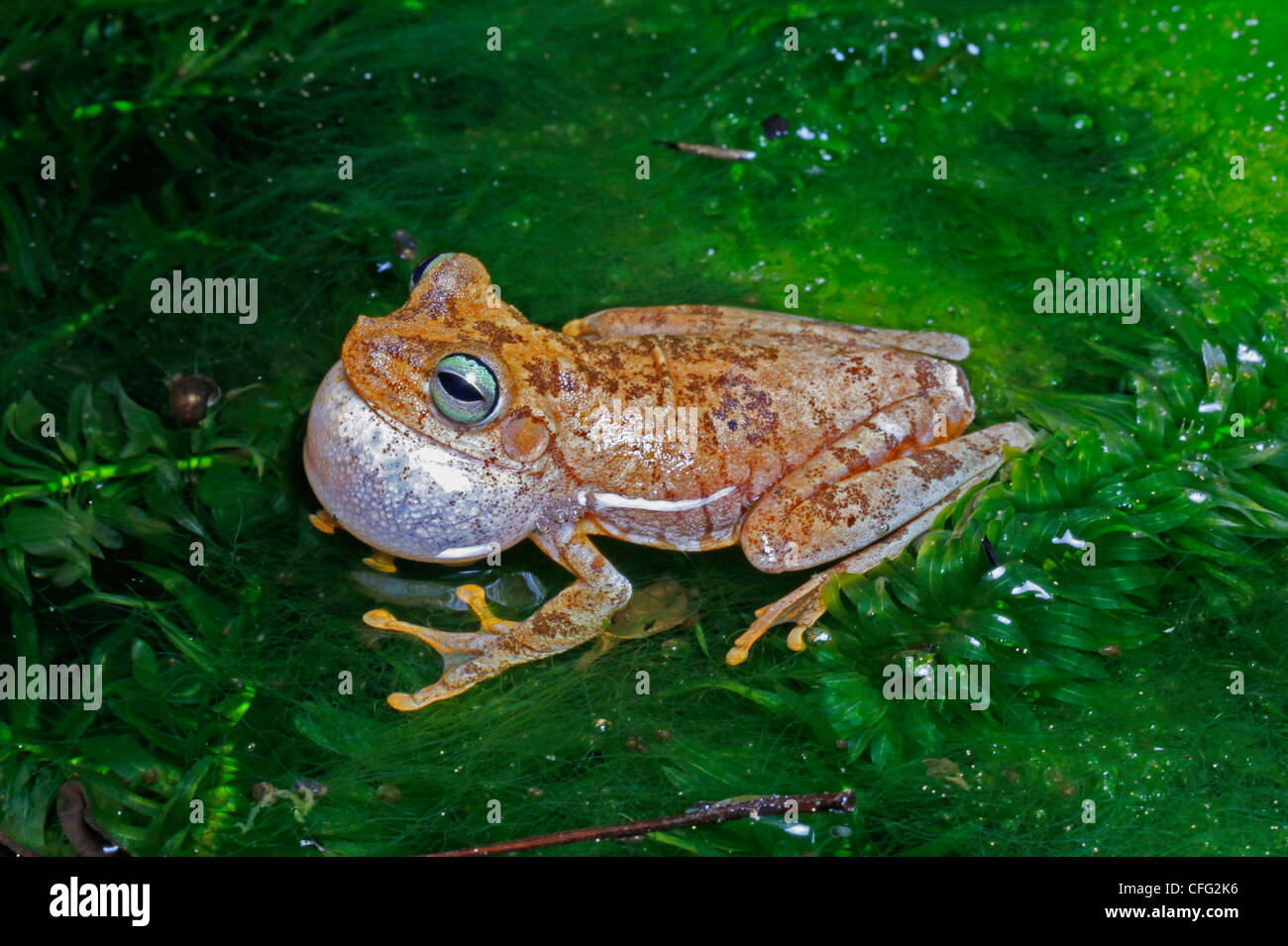 A male tree frog, Hyla crepitans, calling for a mate Stock Photo - Alamy