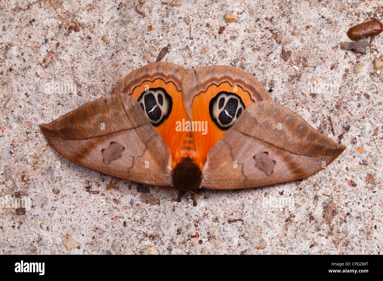 Bullseye moth hi-res stock photography and images - Alamy