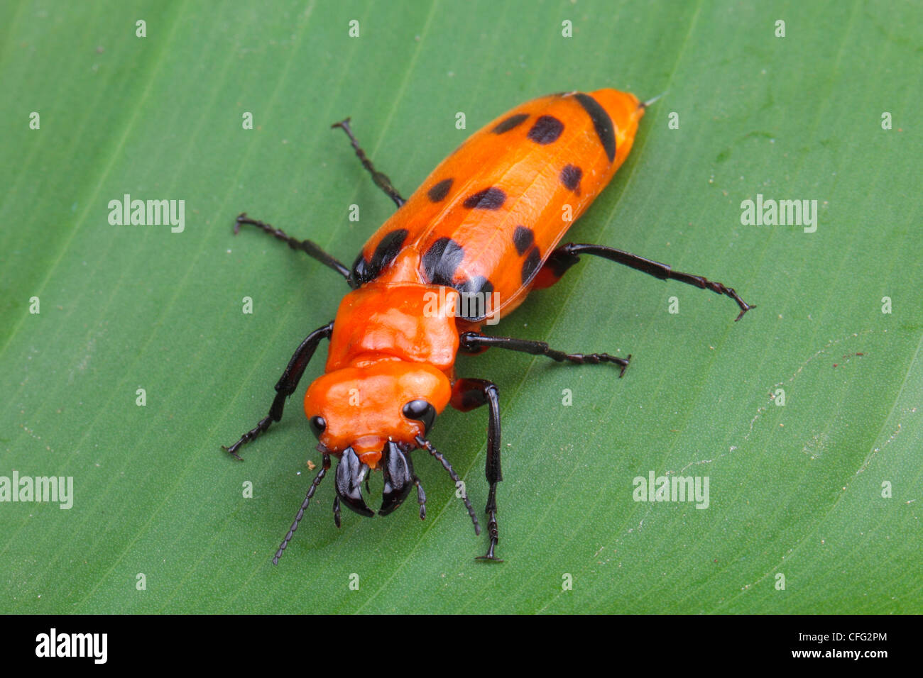 A colorful red and black spotted, two-inch-long beetle on a leaf Stock ...