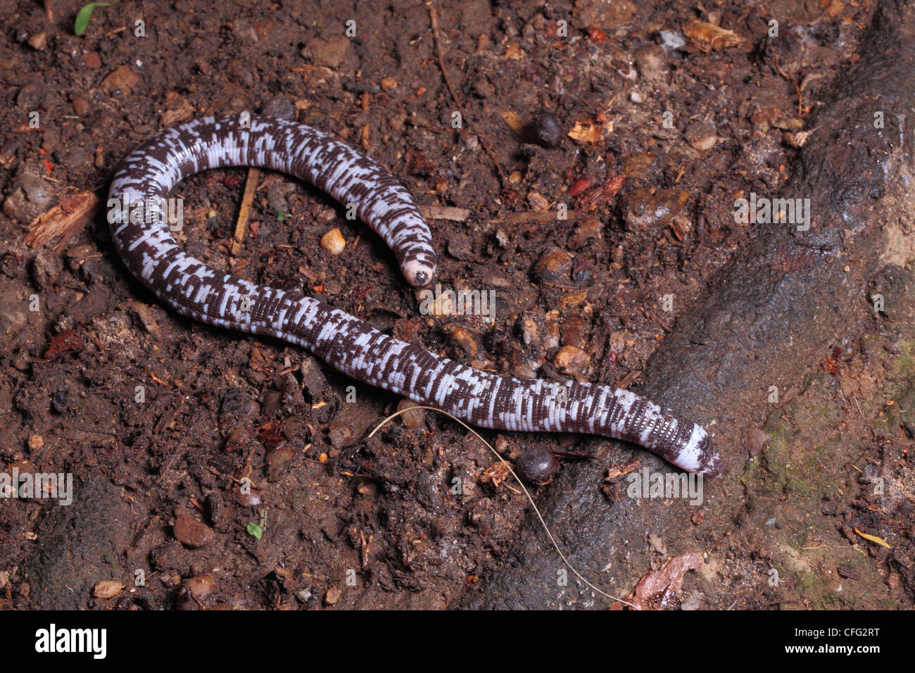 A spotted worm lizard, Amphisbaena fulinosa, foraging for food Stock ...