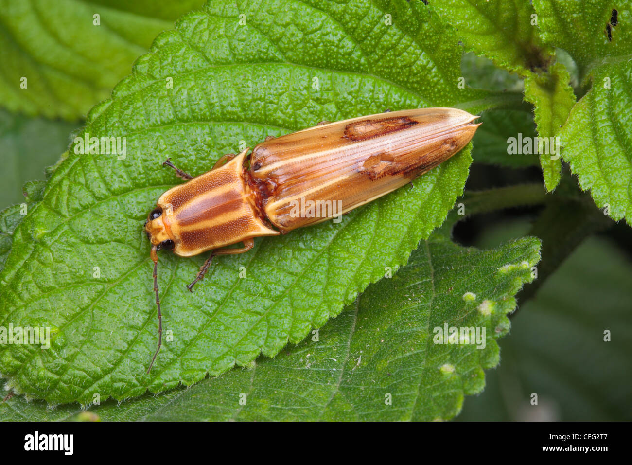 A click beetle species, clings to a tropical leaf Stock Photo - Alamy