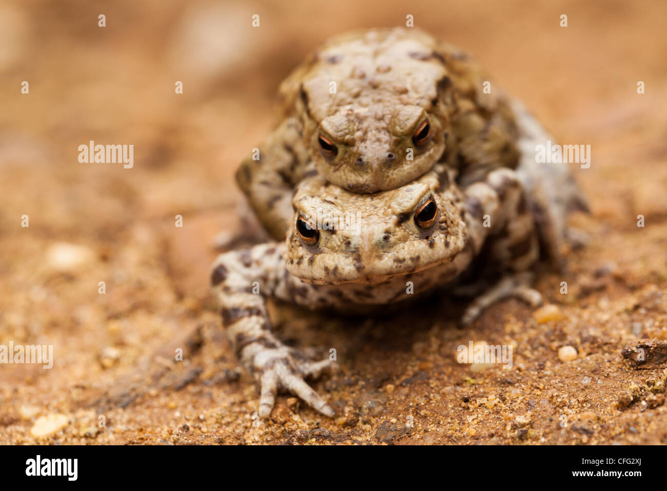 Male and female Common Toads (Bufo bufo) clasped during their journey ...