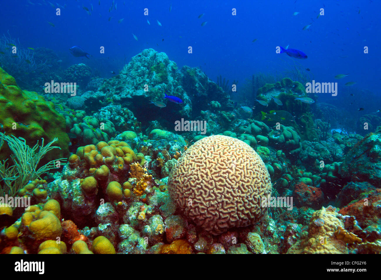 A spherical head of brain coral in a Caribbean reef Stock Photo - Alamy