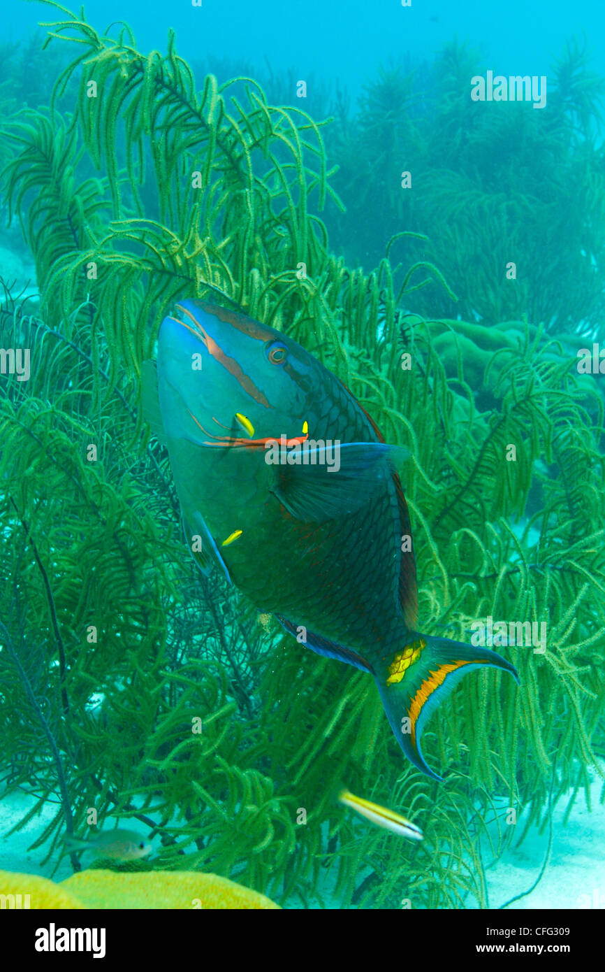 A stoplight parrotfish hi-res stock photography and images - Alamy