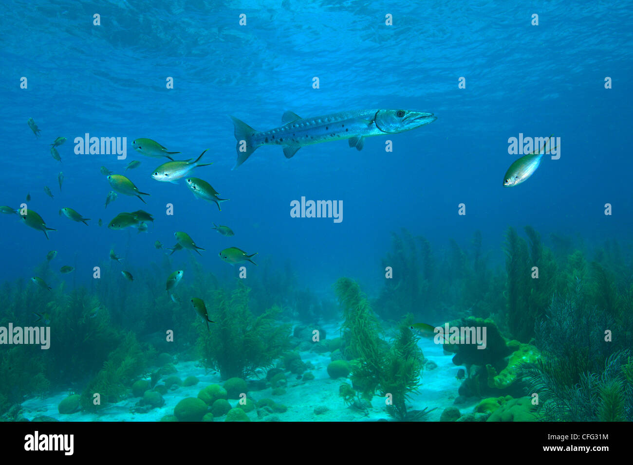 Schools of barracuda hi-res stock photography and images - Alamy