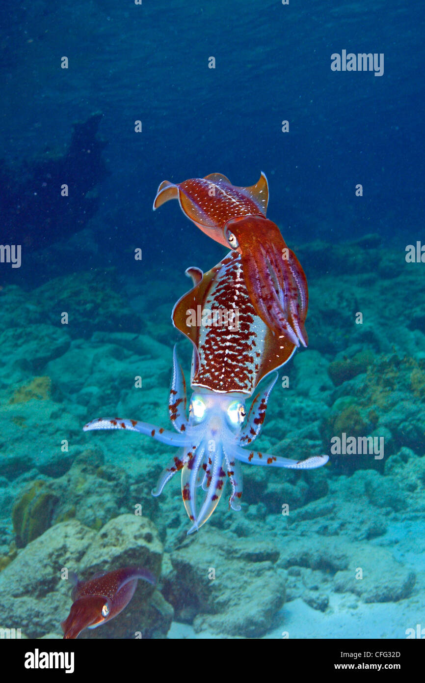 Two Caribbean reef squid flash color, engaged in a mating ritual or ...