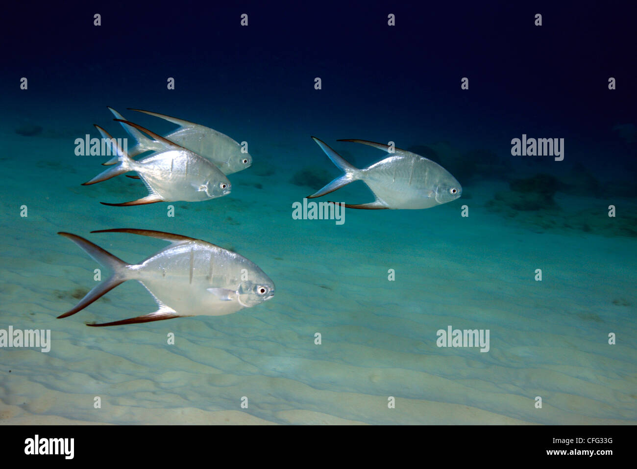 Palometa fish hi-res stock photography and images - Alamy