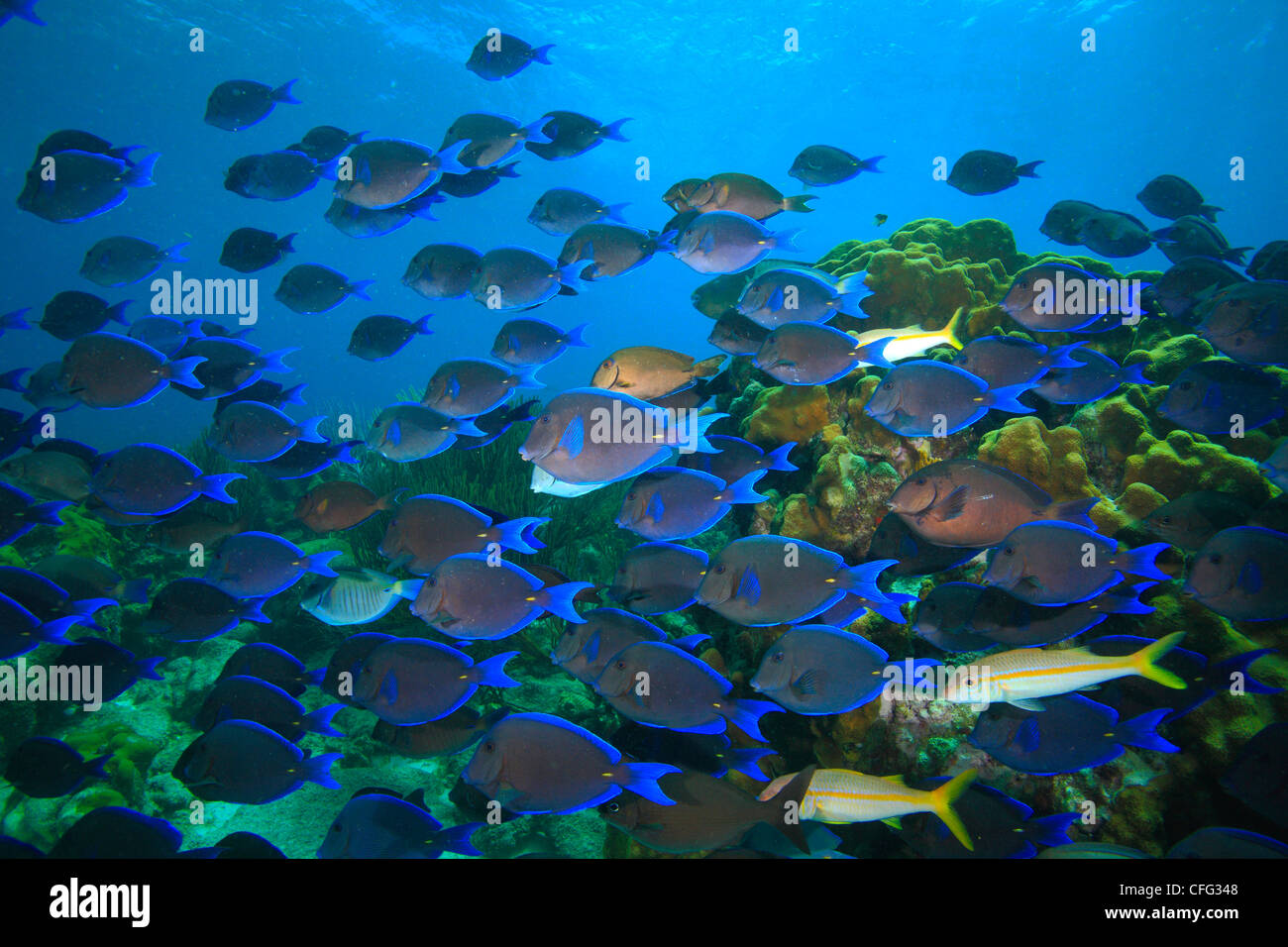 Surgeonfish eating hi-res stock photography and images - Alamy