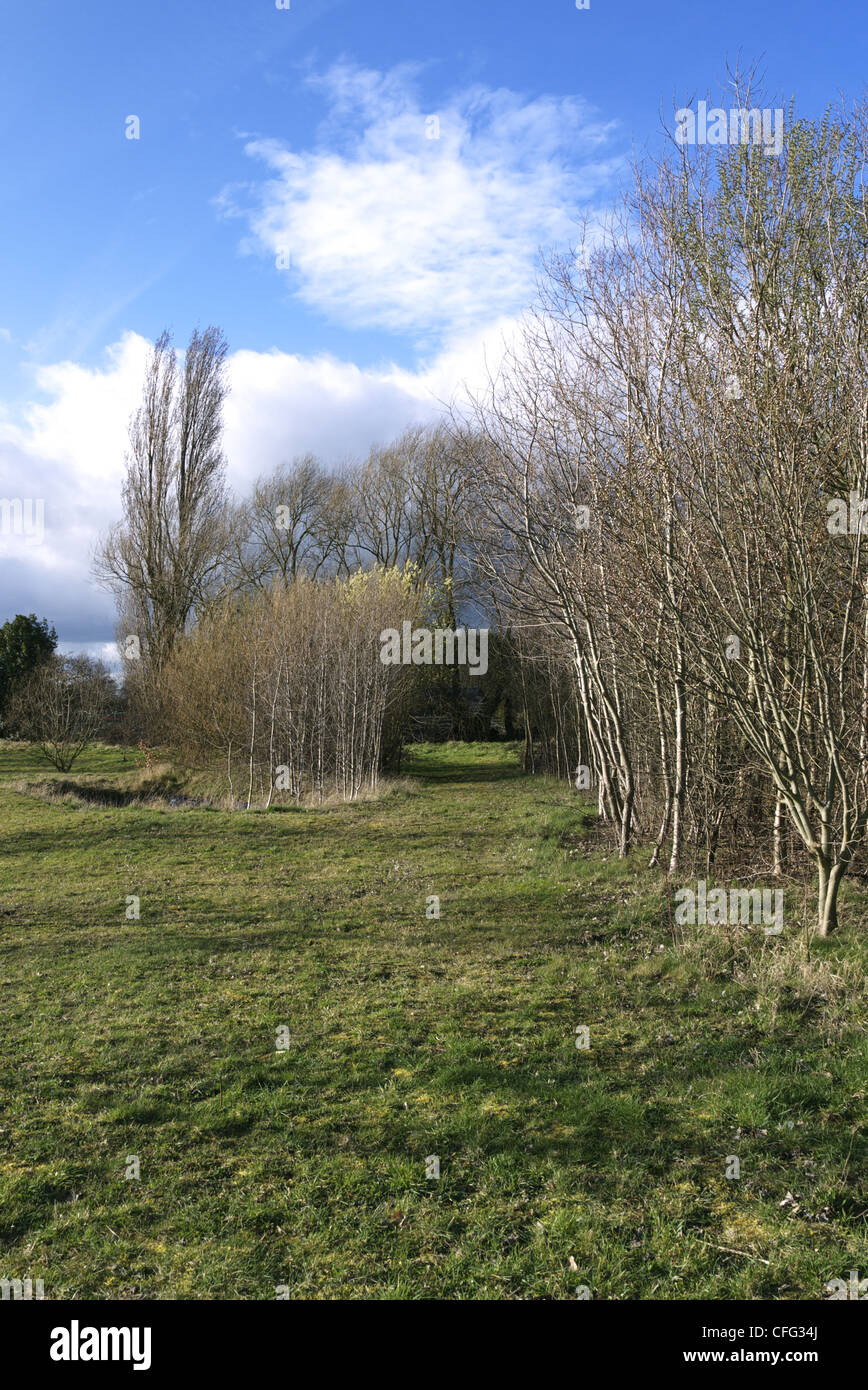 Silver birch tree wood Stock Photo - Alamy