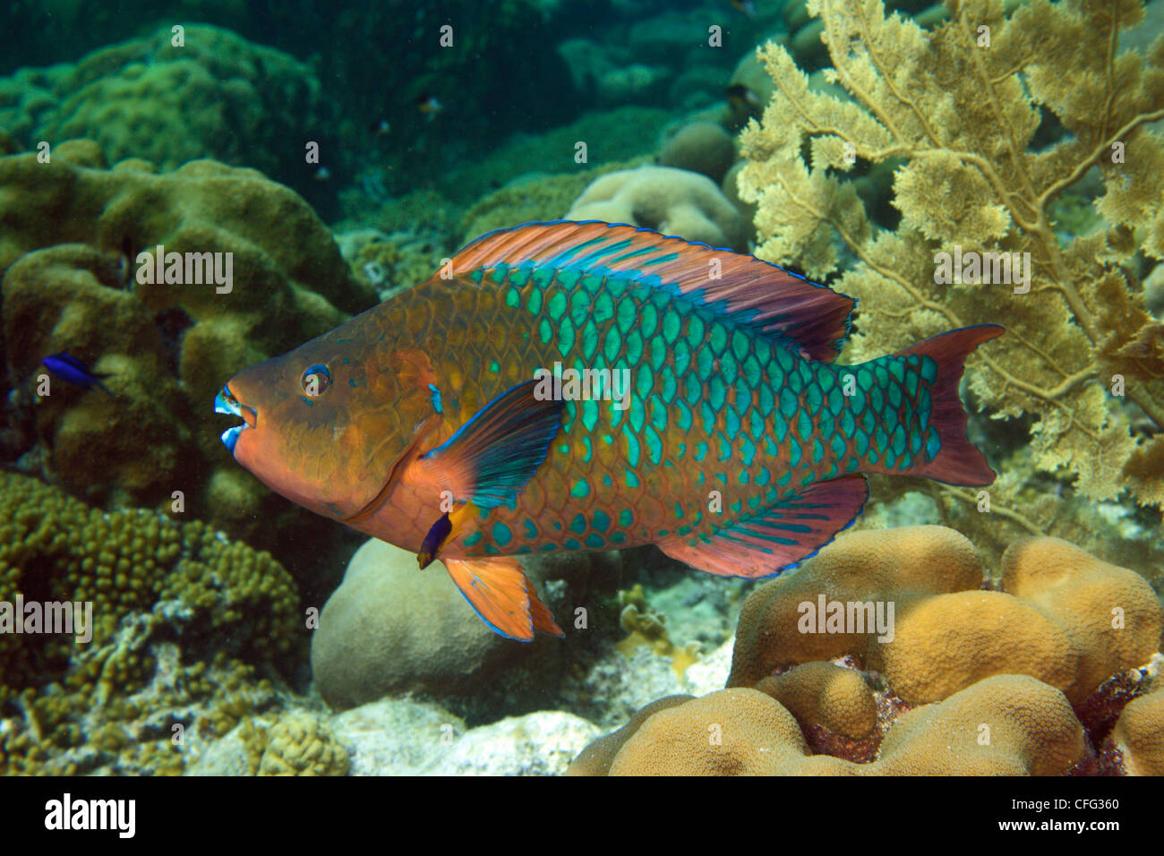 Rainbow parrotfish hi-res stock photography and images - Alamy
