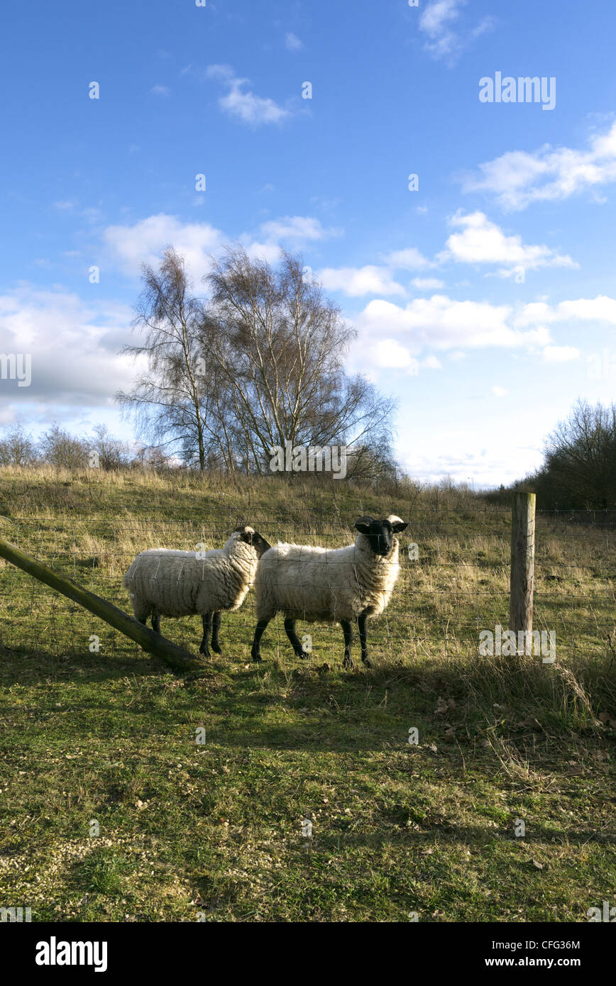 Two black faced sheep hi-res stock photography and images - Alamy