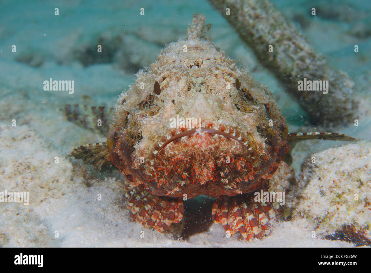 A spotted scorpion fish looks like coral rubble as it awaits prey Stock ...