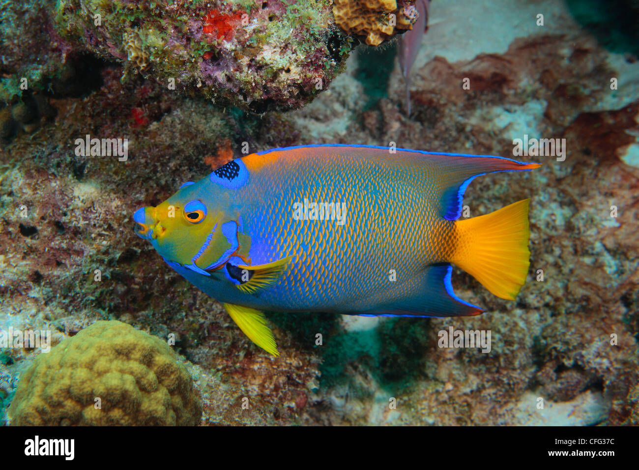 A queen angelfish, Holacanthus ciliaris, swimming in a coral reef Stock ...