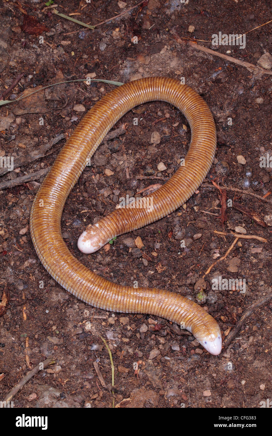 Red worm lizard with a false head at the rear, Amphisbaena alba Stock ...