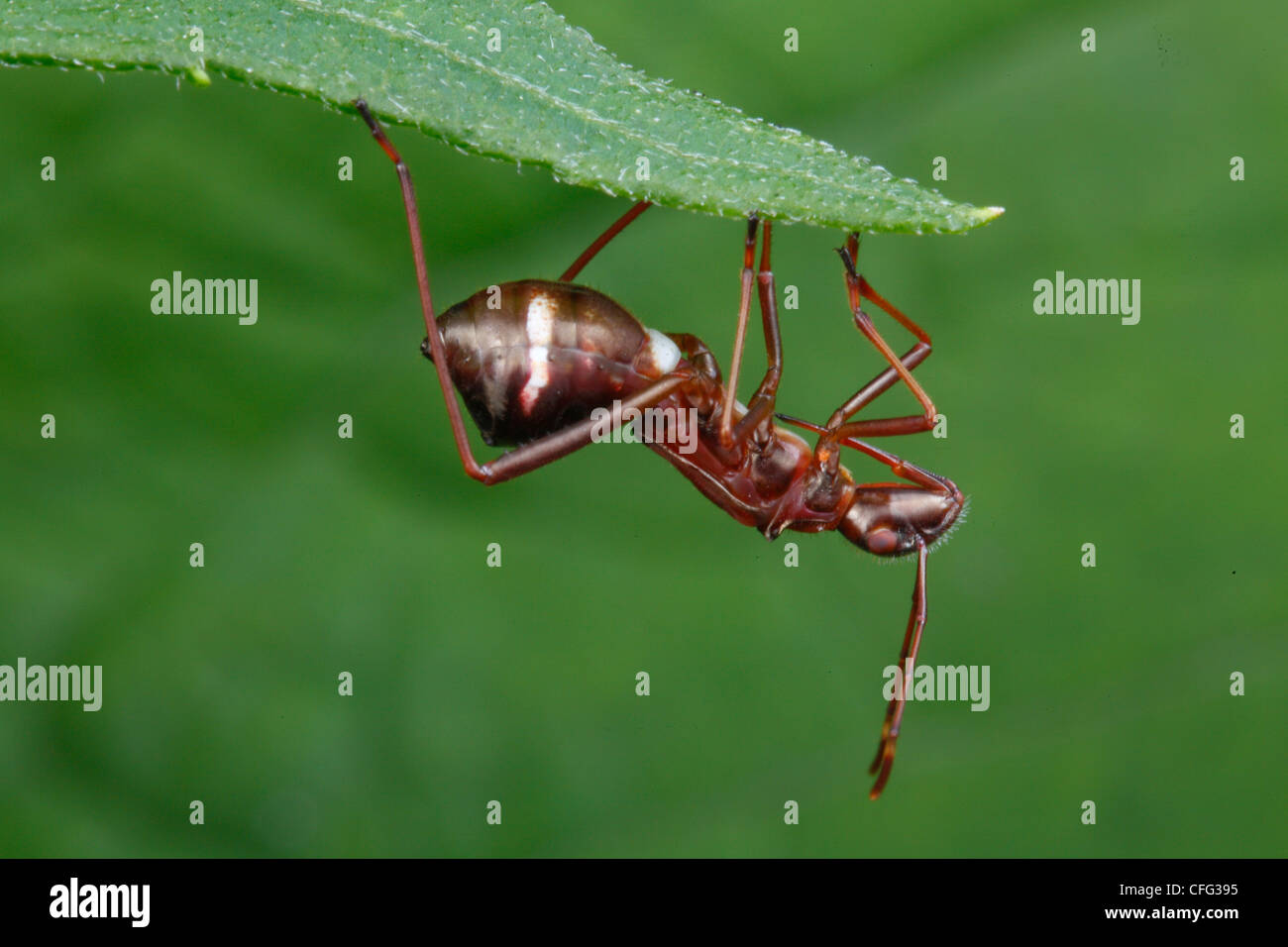 A juvenile assassin bug mimics an ant Stock Photo - Alamy
