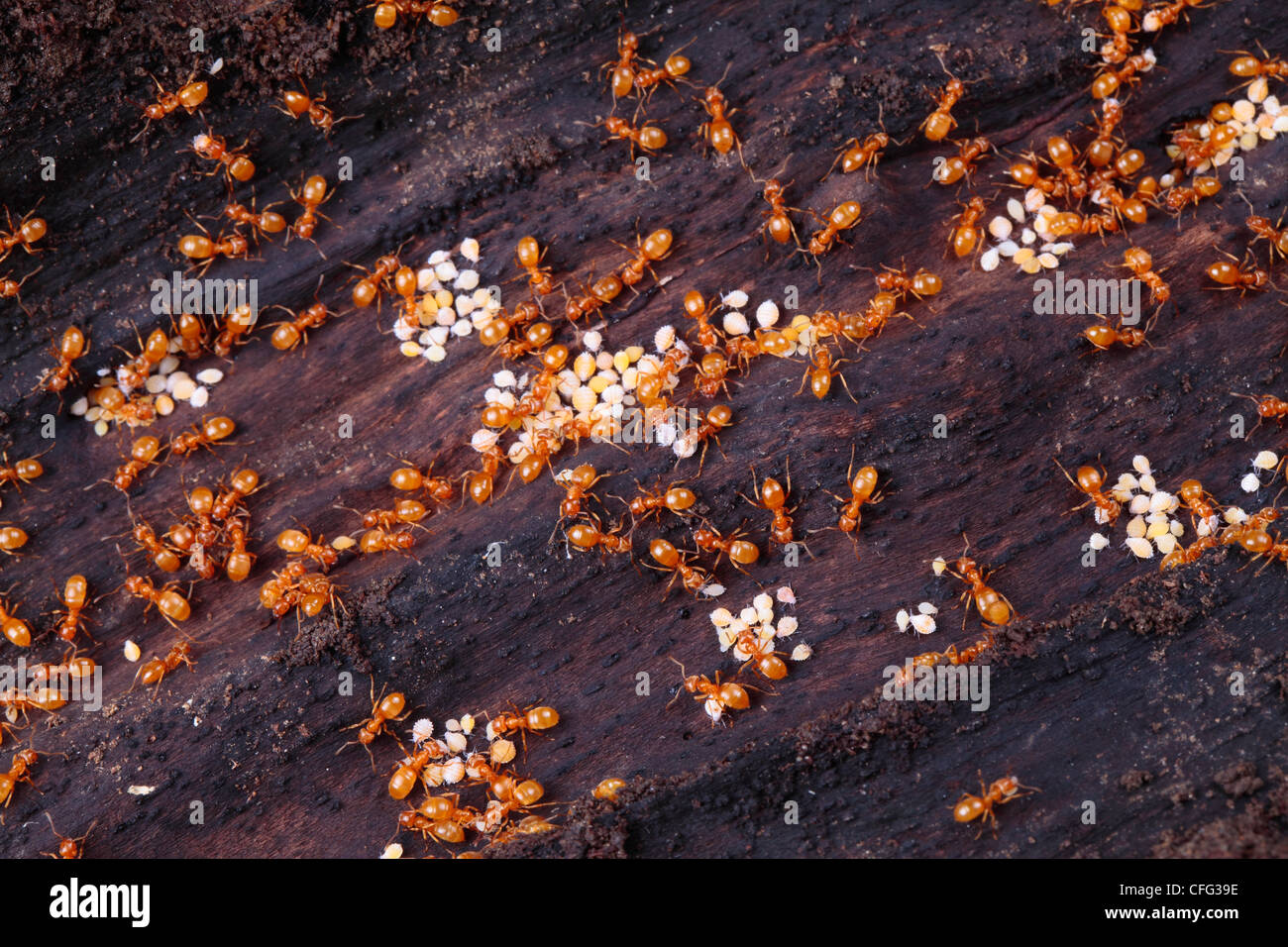 A hive of red ants are farming aphids inside a rotten log Stock Photo ...