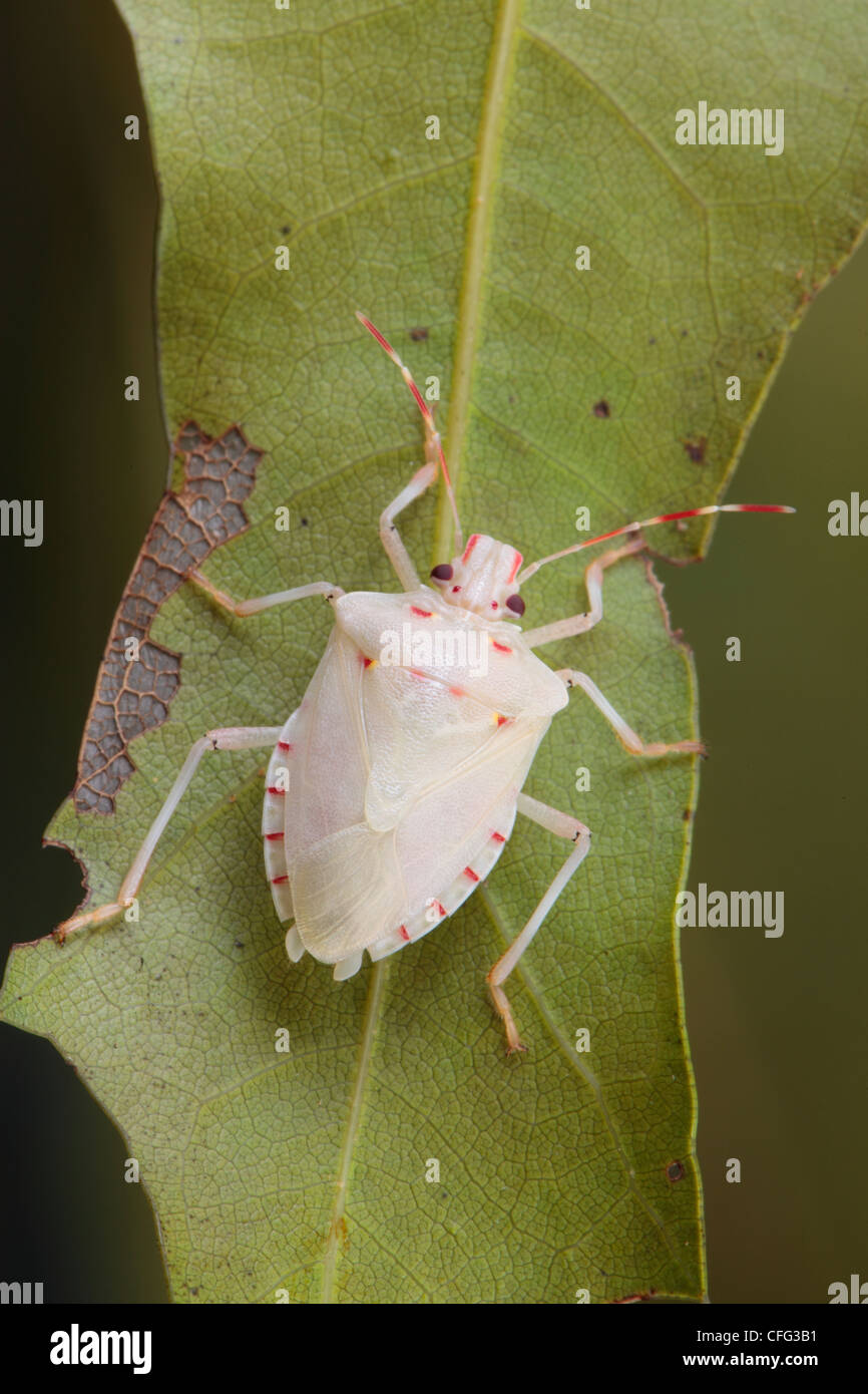 Albino brown marmorated stink bug hi-res stock photography and images ...