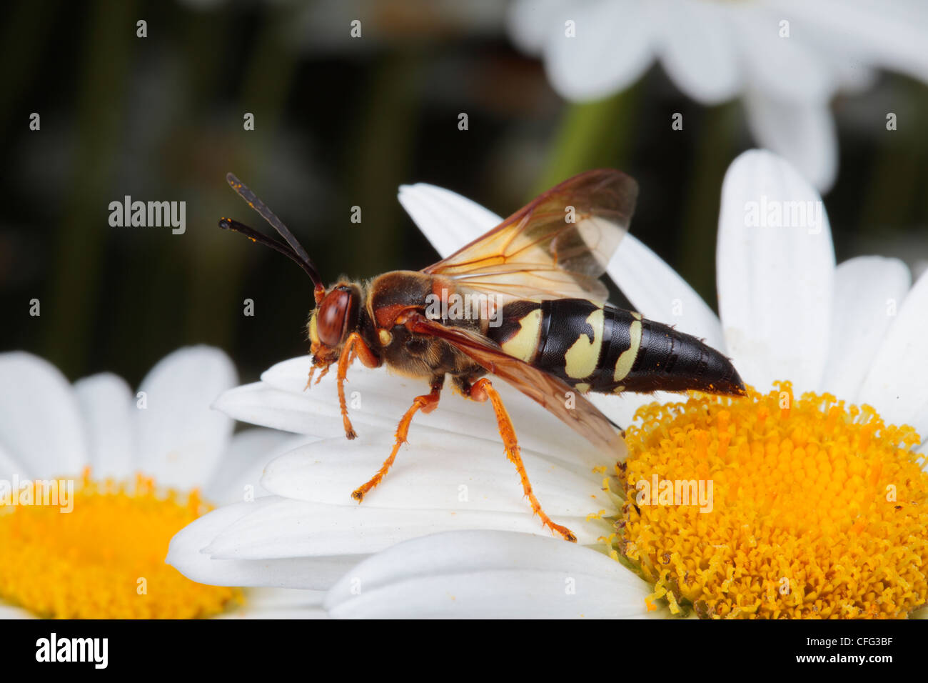 A cicada killer hornet, Sphecius speciosus, on daisy flowers Stock ...