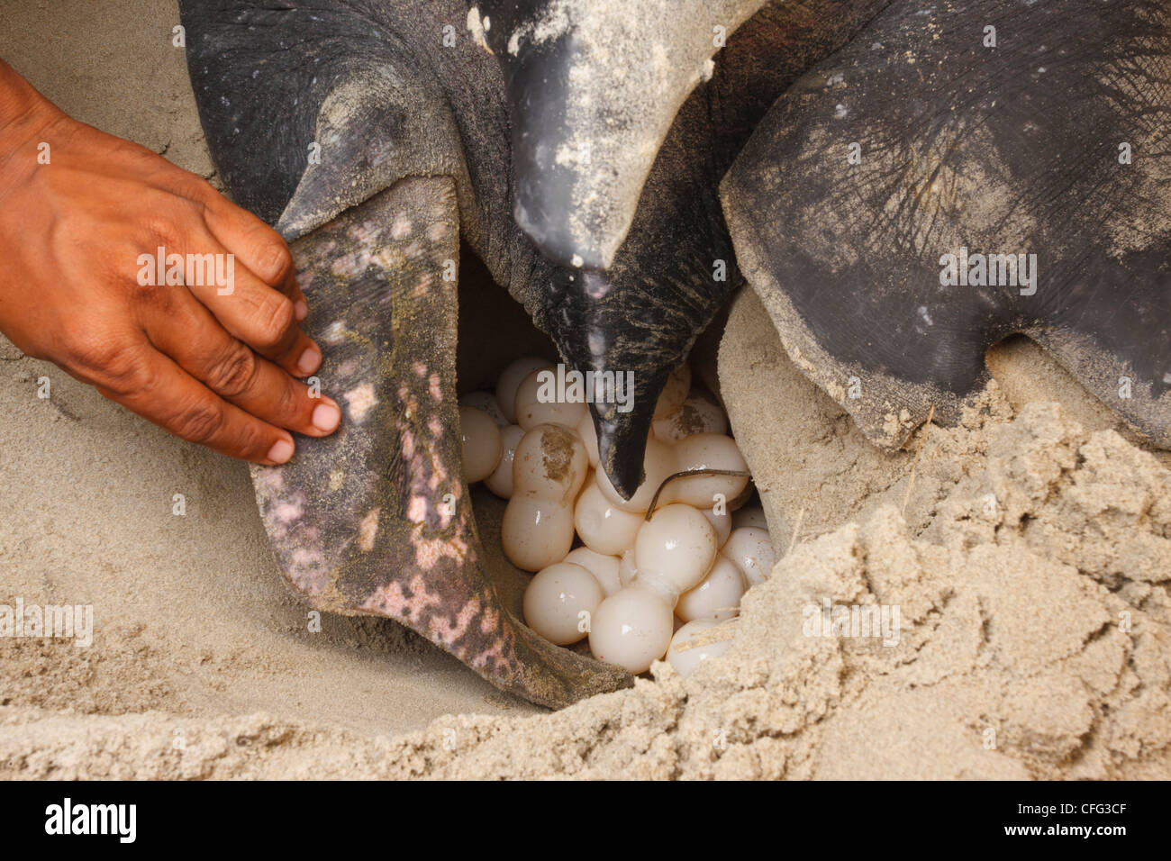 An endangered leatherback sea turtle, Dermochelys coriacea, lays eggs ... An endangered leatherback sea turtle, Dermochelys coriacea, lays eggs ...