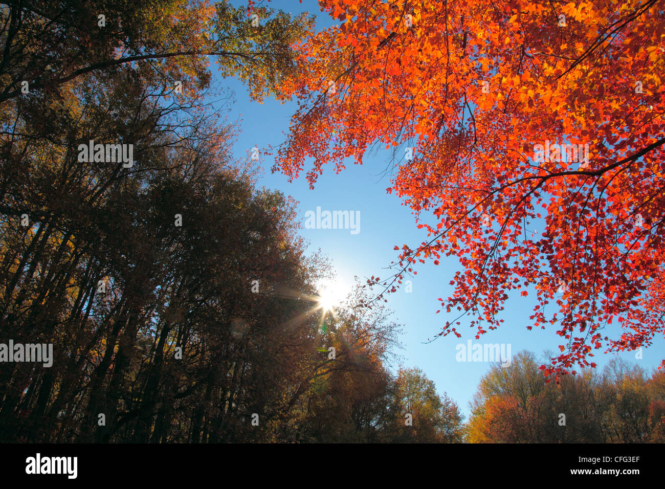 Autumn colors of a sugar maple tree, Acer saccharum Stock Photo - Alamy